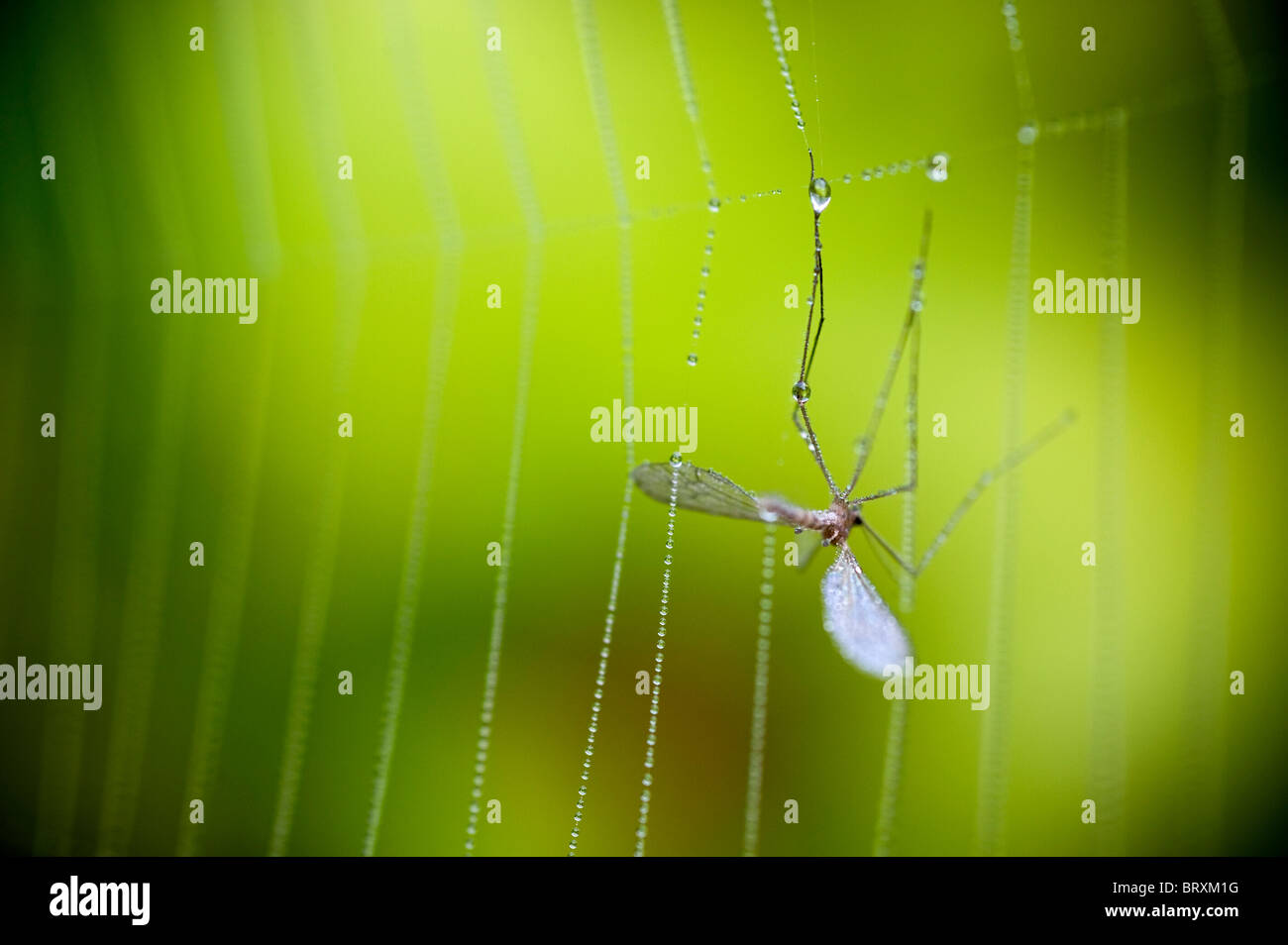 Caught bug in spiders web Stock Photo - Alamy