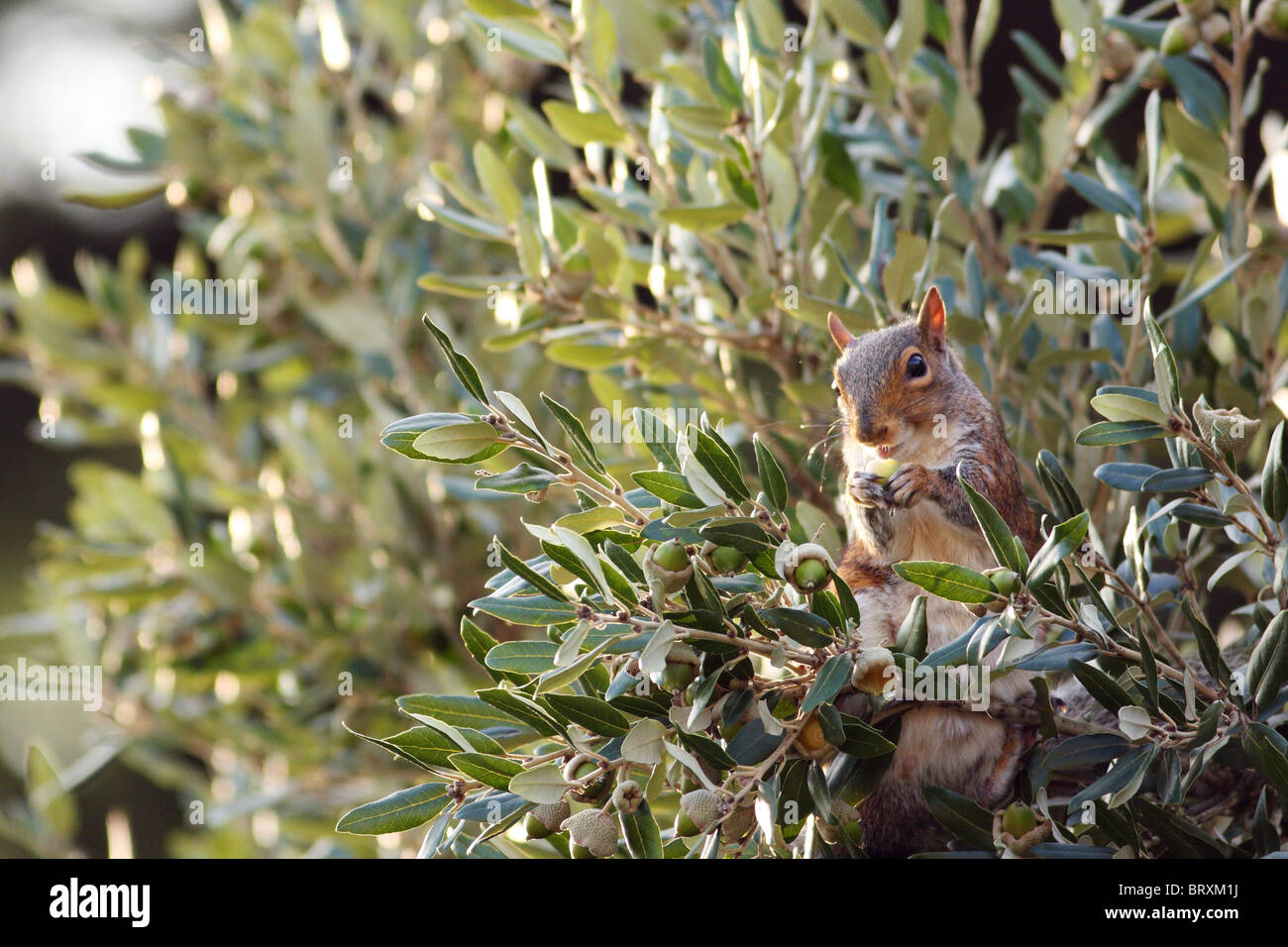 Collecting acorns hi-res stock photography and images - Alamy