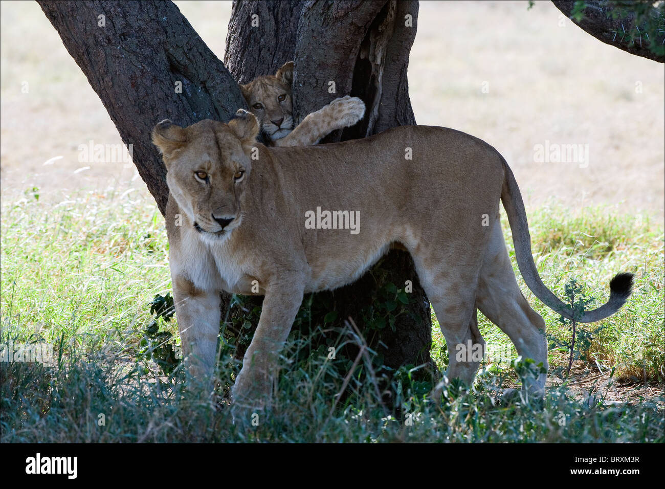 Young lion hi-res stock photography and images - Alamy
