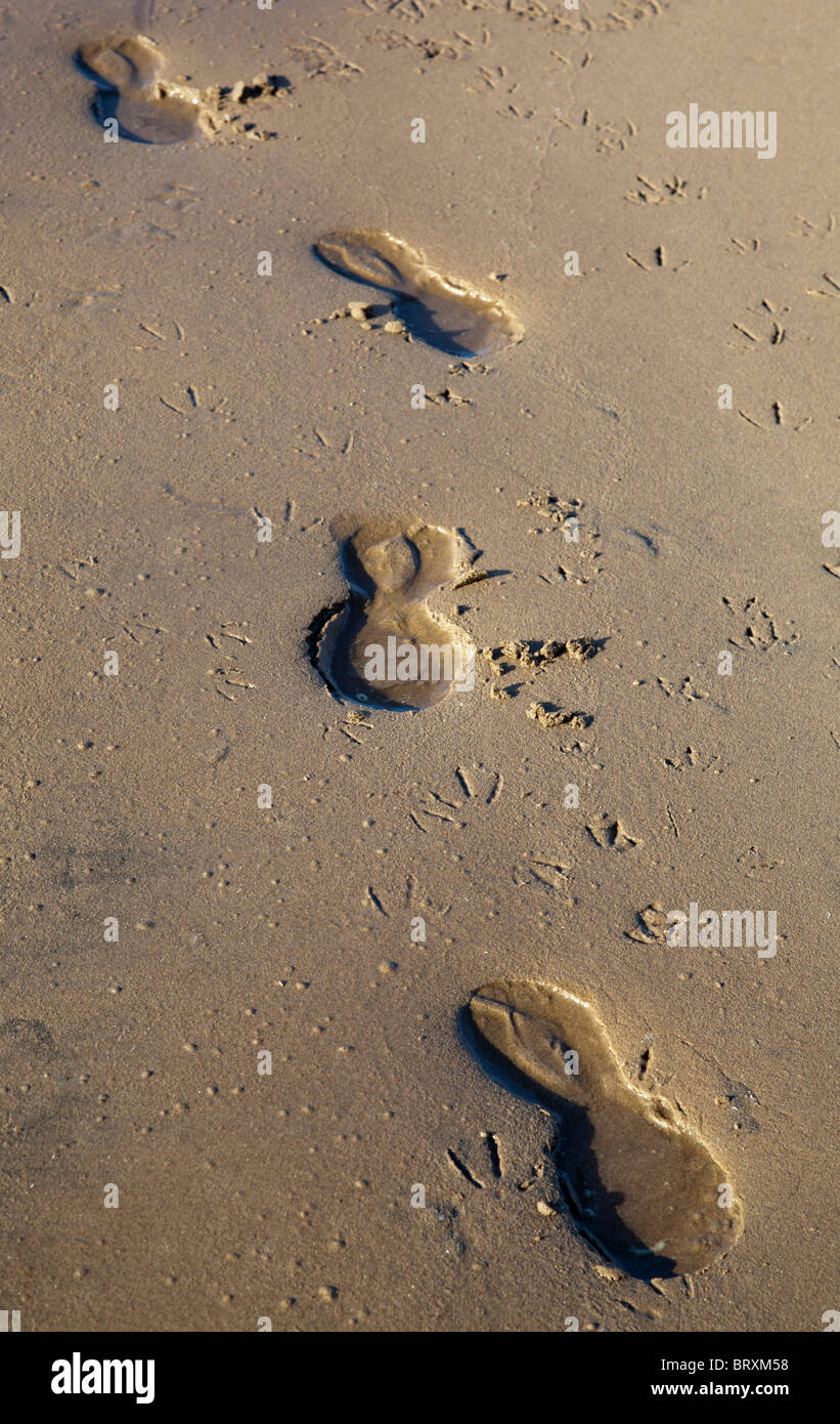 Human shoe prints on wet sandy soil , Finland Stock Photo - Alamy