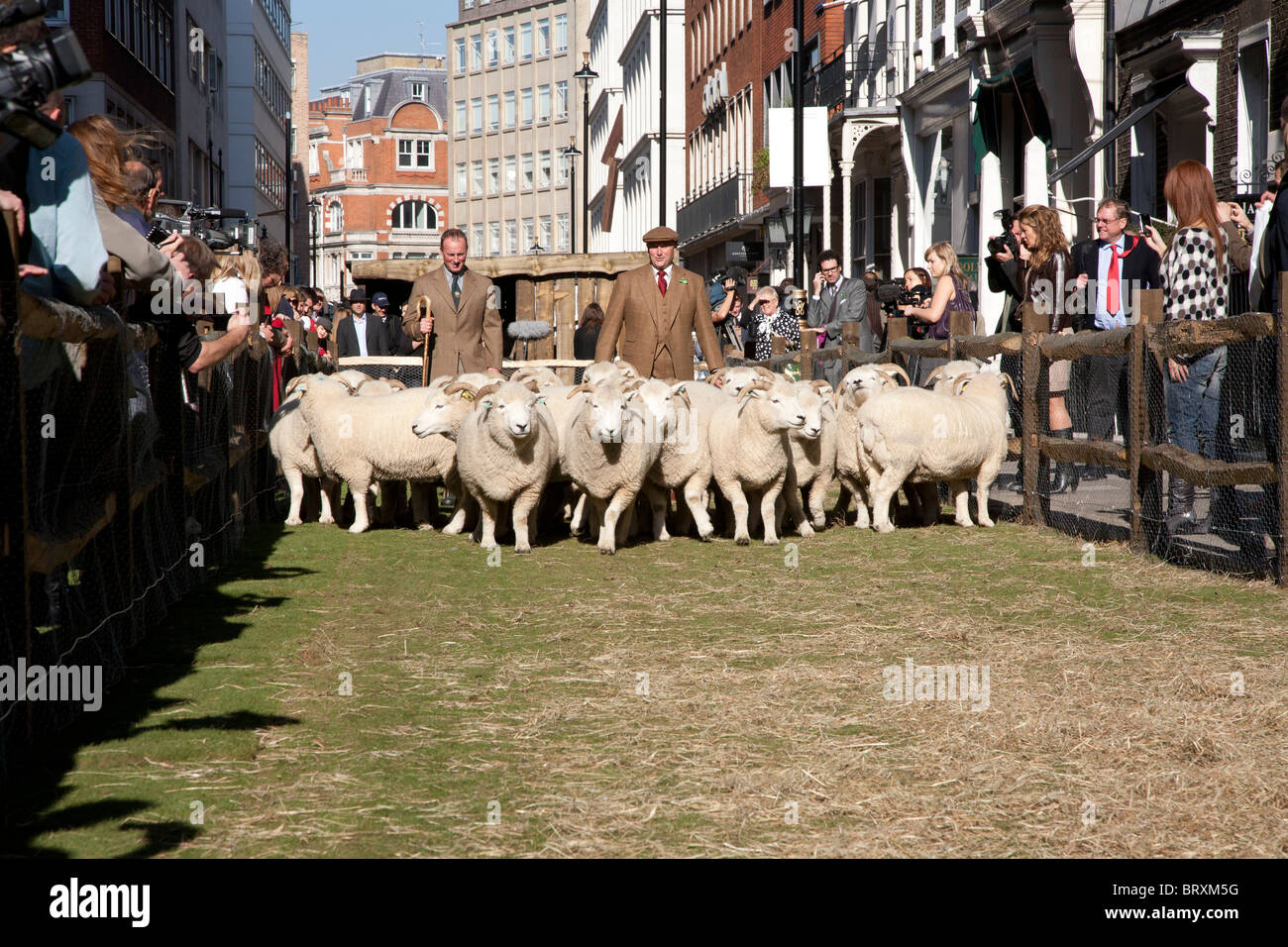 Sheep take over Savile Row Stock Photo - Alamy