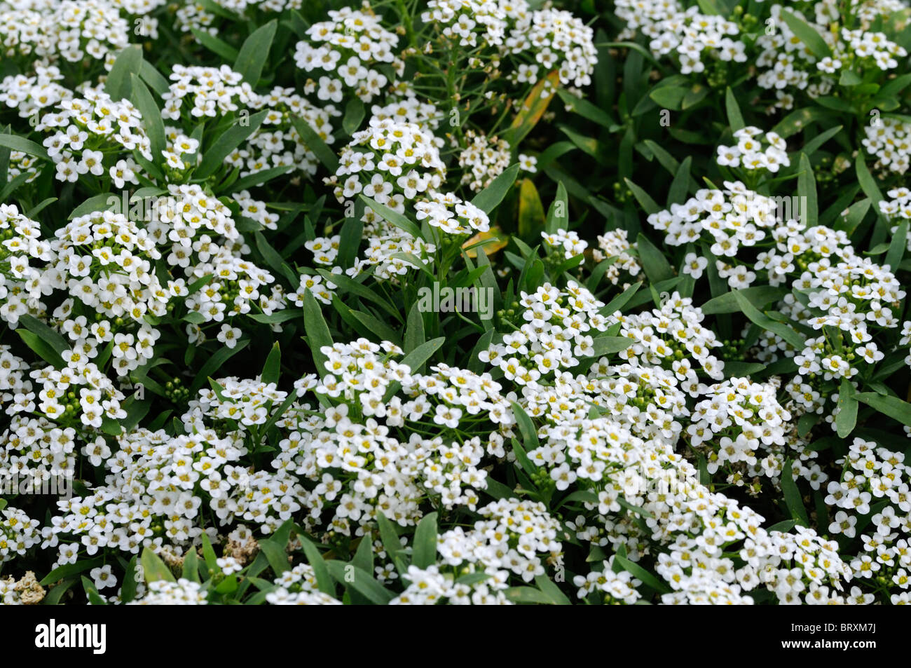 Lobularia maritima Carpet of Snow syn Alyssum cultivar wonderland white ...