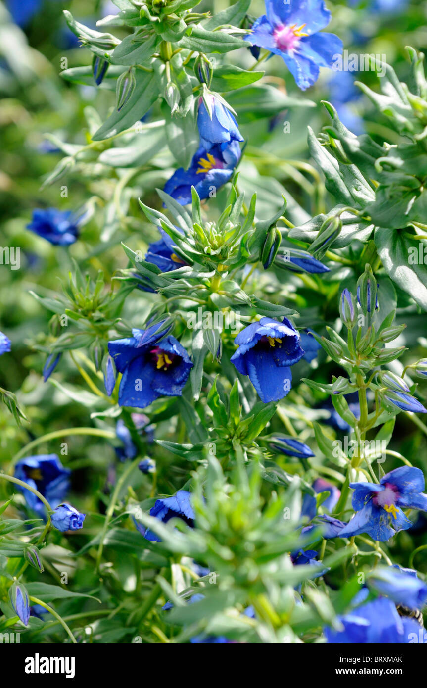 Anagallis monelli Blue Flaxleaf Pimpernel flower bloom blossom ...