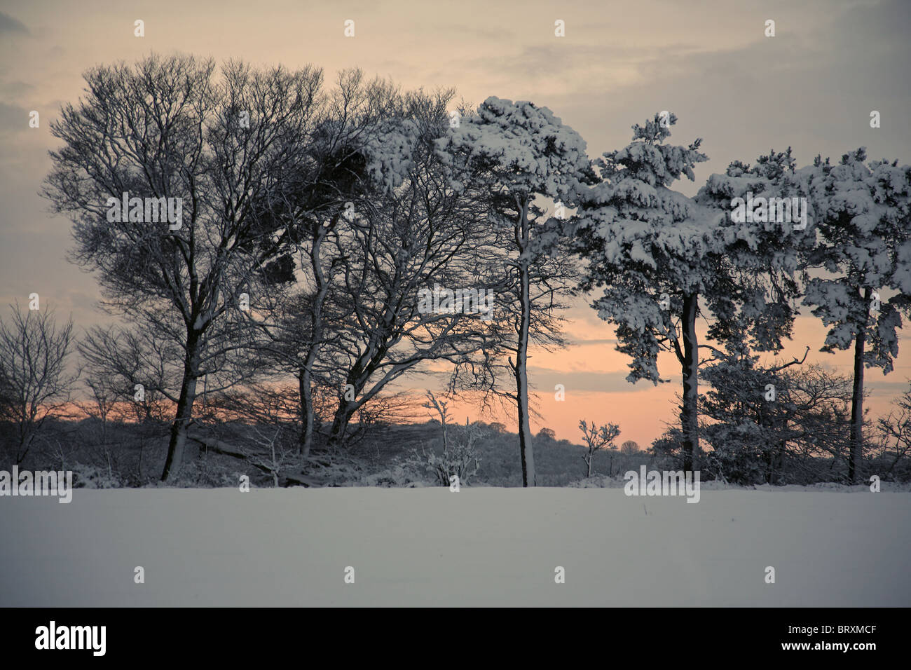 Winter sunset through trees hi-res stock photography and images - Alamy