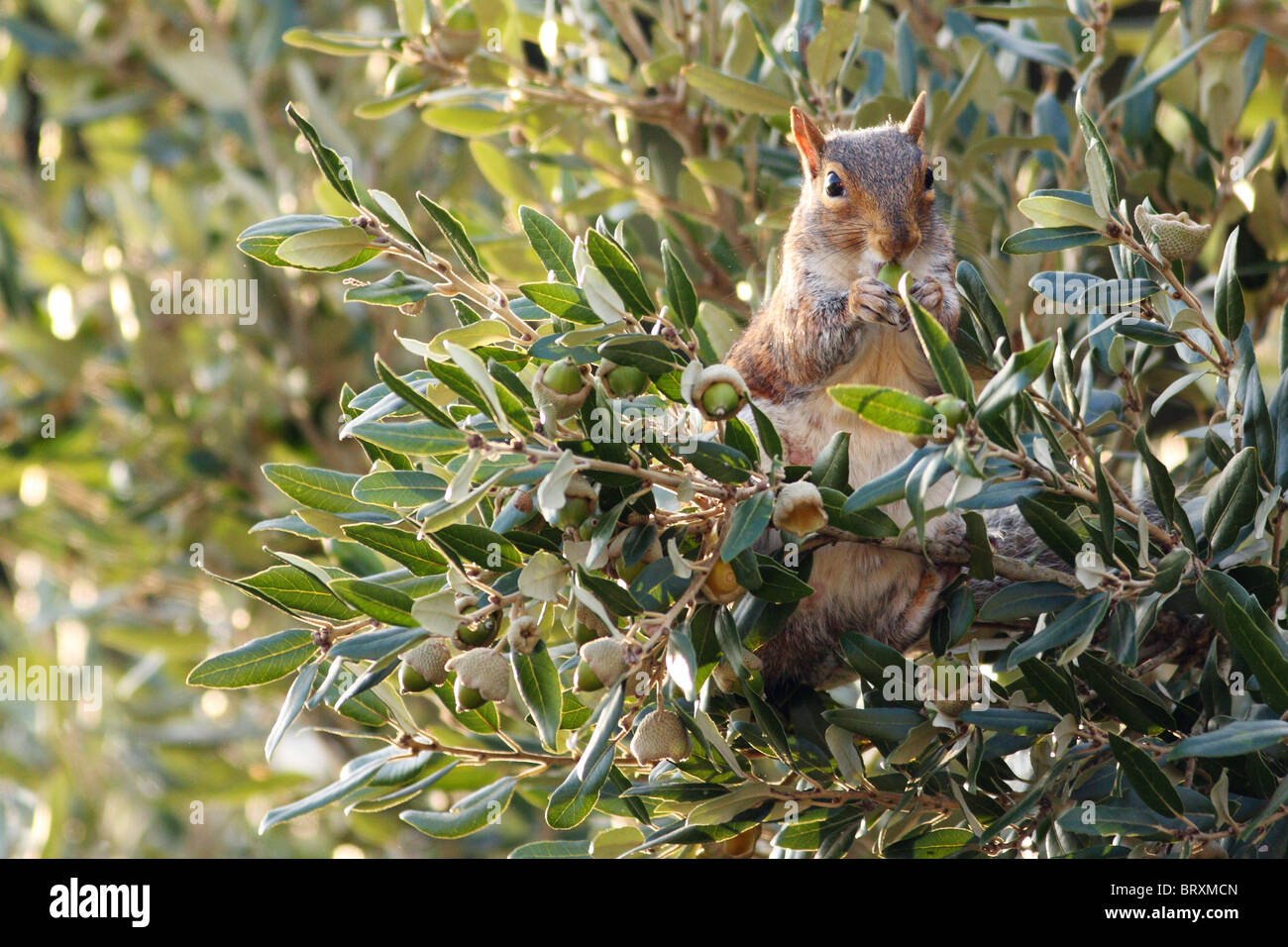 Collecting acorns hi-res stock photography and images - Alamy