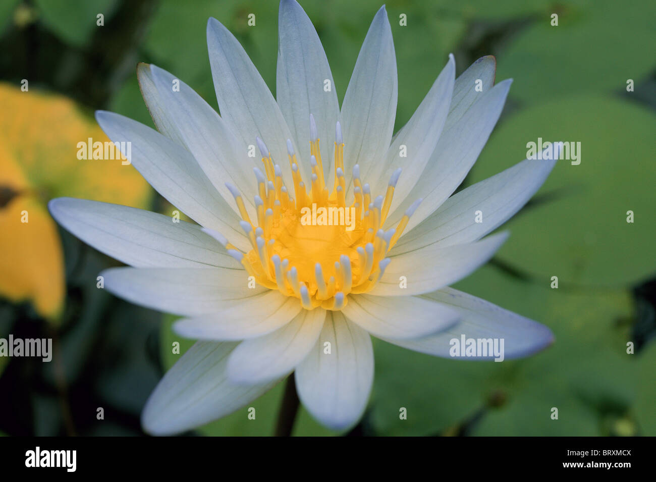 Blue lotus flower close up Stock Photo - Alamy