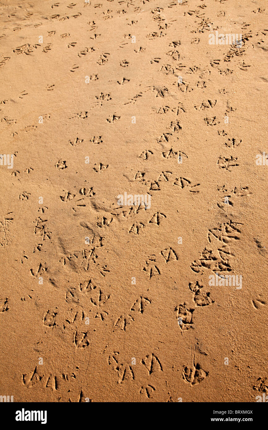 Loads of seagull tracks on beach sand Stock Photo - Alamy