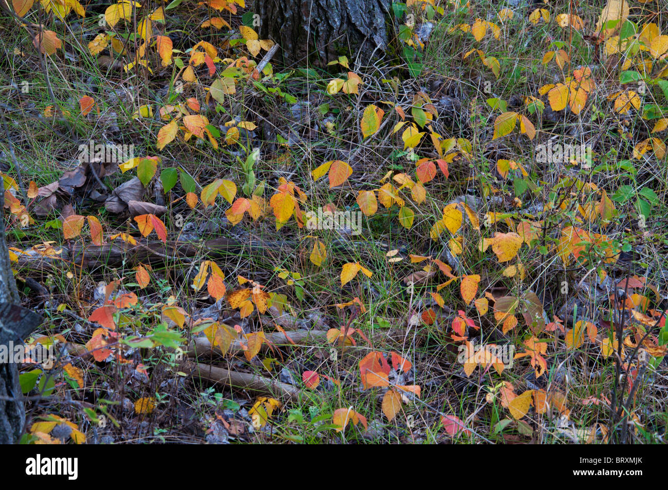 Ground cover in autumn on Manitoulin Island Stock Photo - Alamy