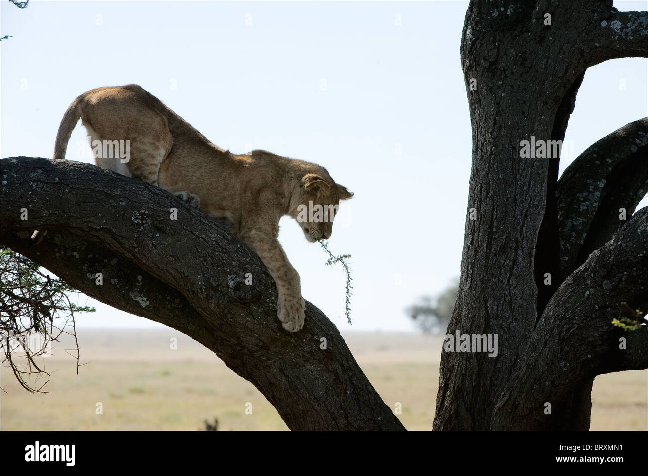 Young lion on a tree Stock Photo - Alamy