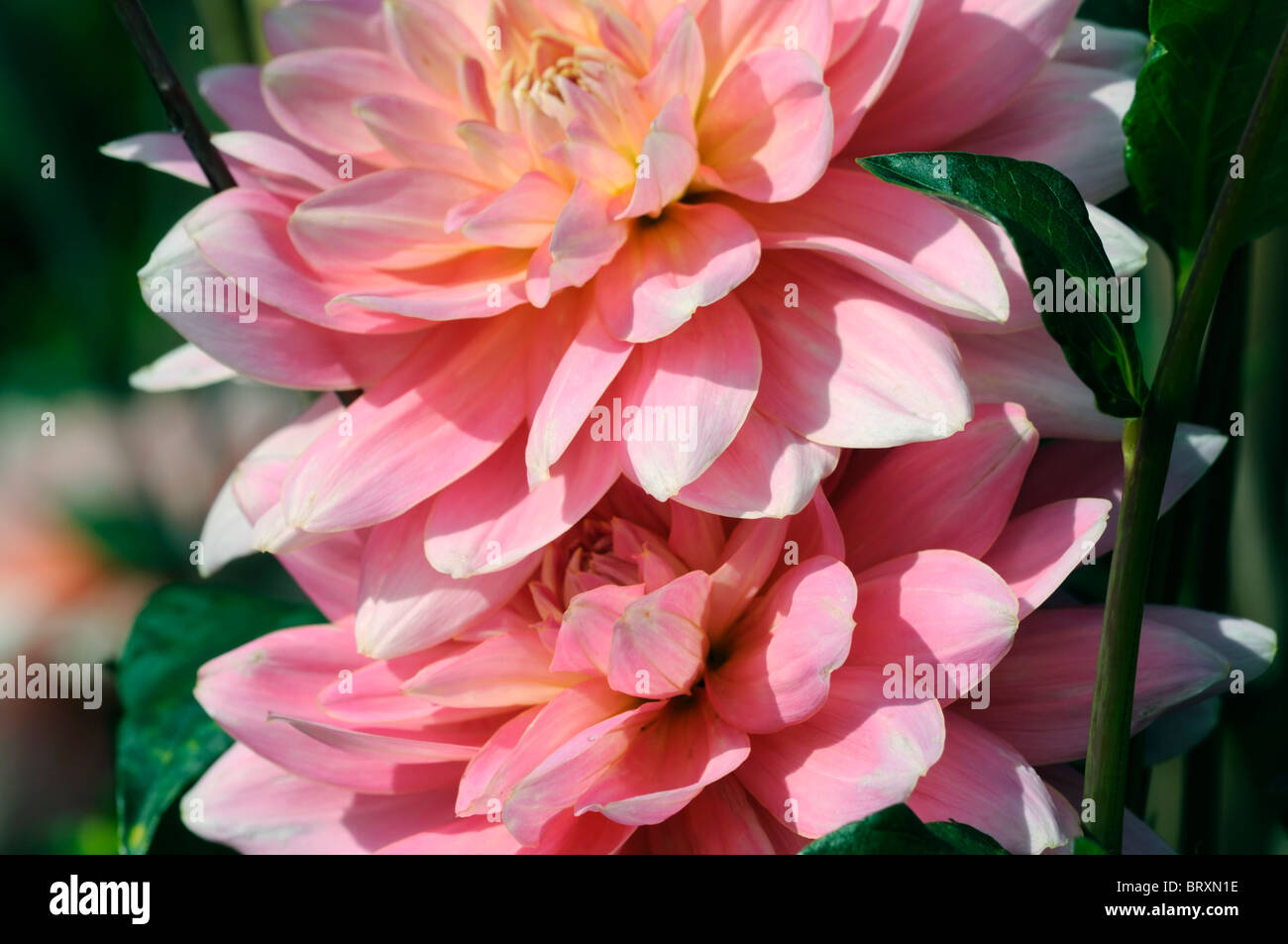 Dahlia ‘gerrie hoek’ hi-res stock photography and images - Alamy
