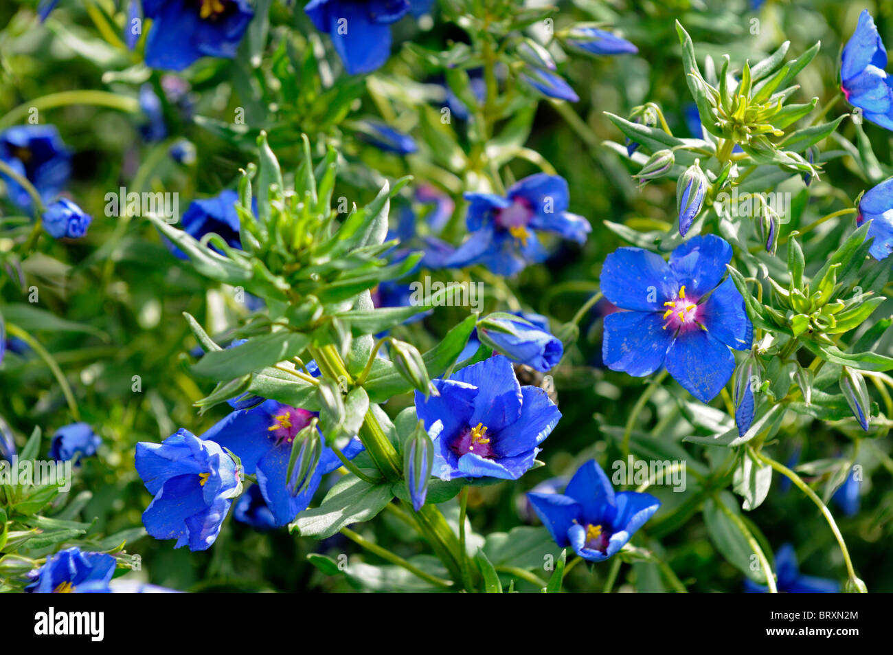 Anagallis monelli Blue Flaxleaf Pimpernel flower bloom blossom ...