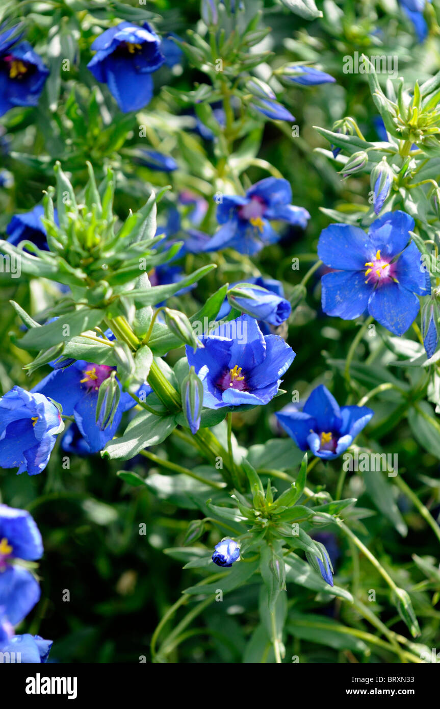 Anagallis monelli Blue Flaxleaf Pimpernel flower bloom blossom ...