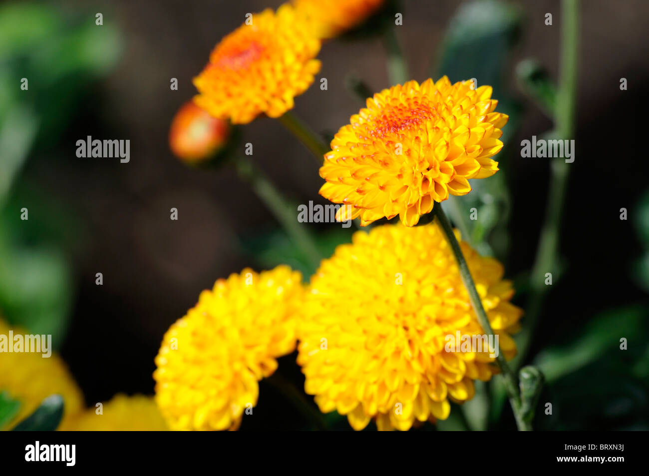 Chrysanthemum Bright Eyes annual summer plant orange flowers compound ...
