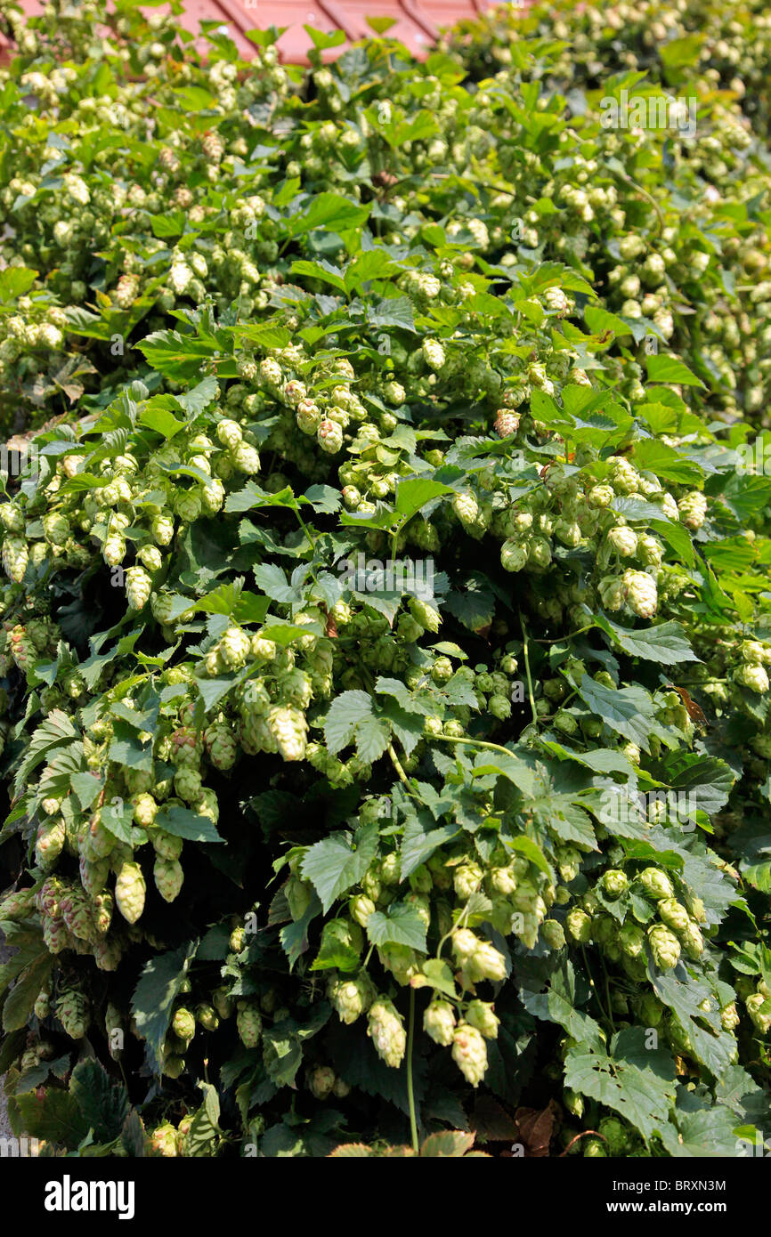 HOPS USED IN THE MAKING OF EURELIENNE BEER, TRADITIONAL BREWERY OF ...