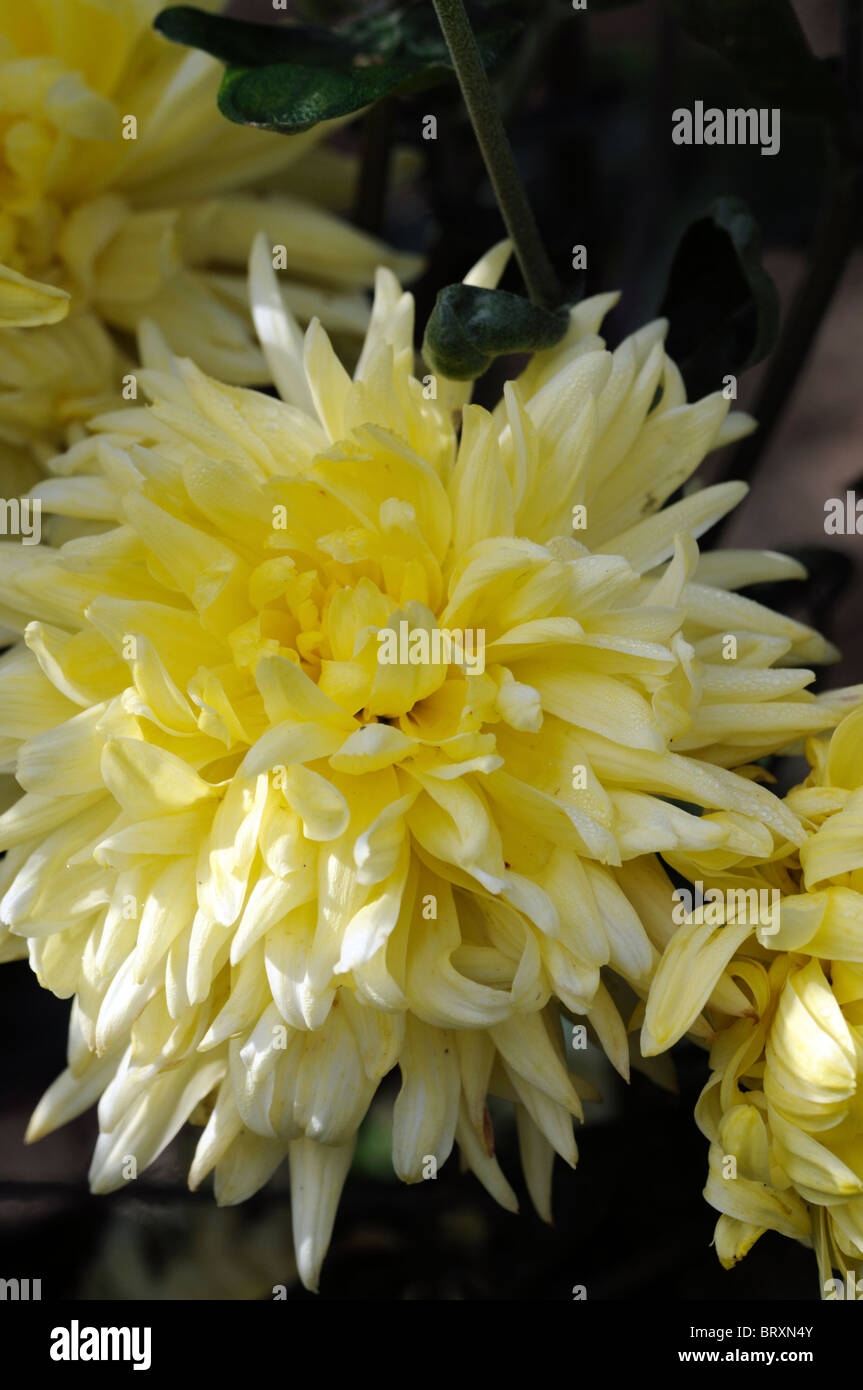 Compound capitulum hi-res stock photography and images - Alamy