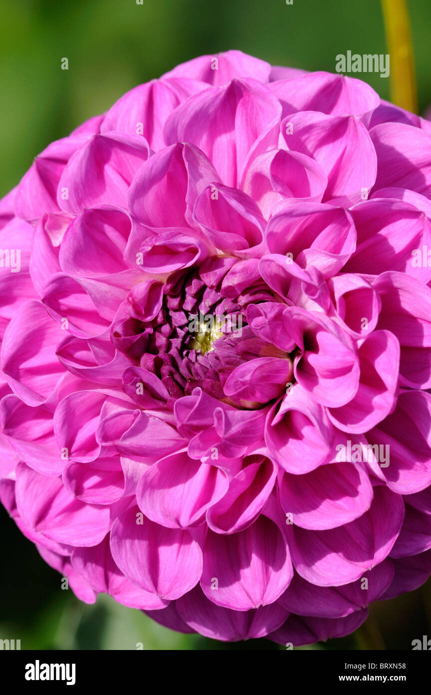 Capitulum hi-res stock photography and images - Alamy