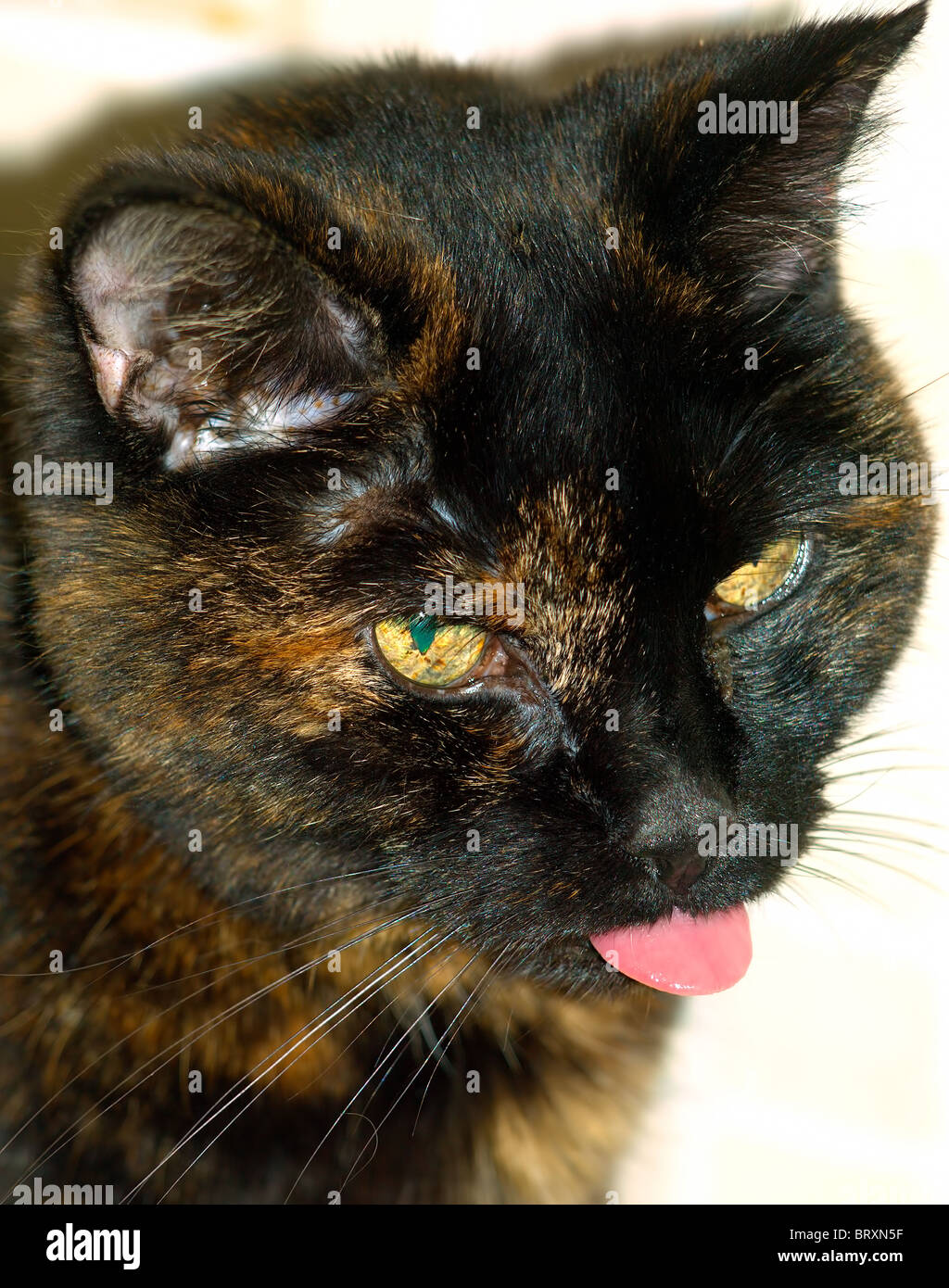 Rude cat hi-res stock photography and images - Alamy