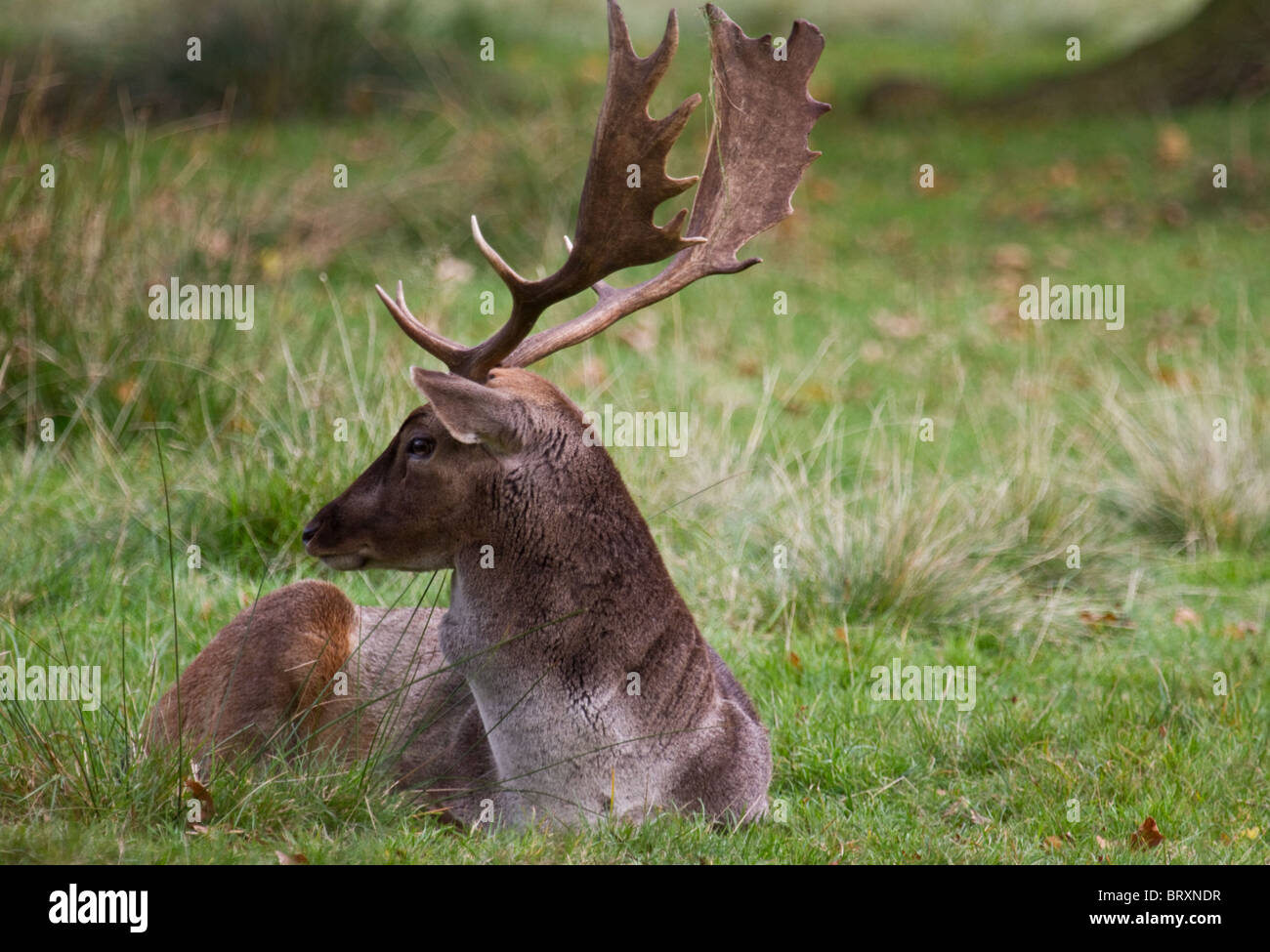Adams Apple High Resolution Stock Photography and Images - Alamy