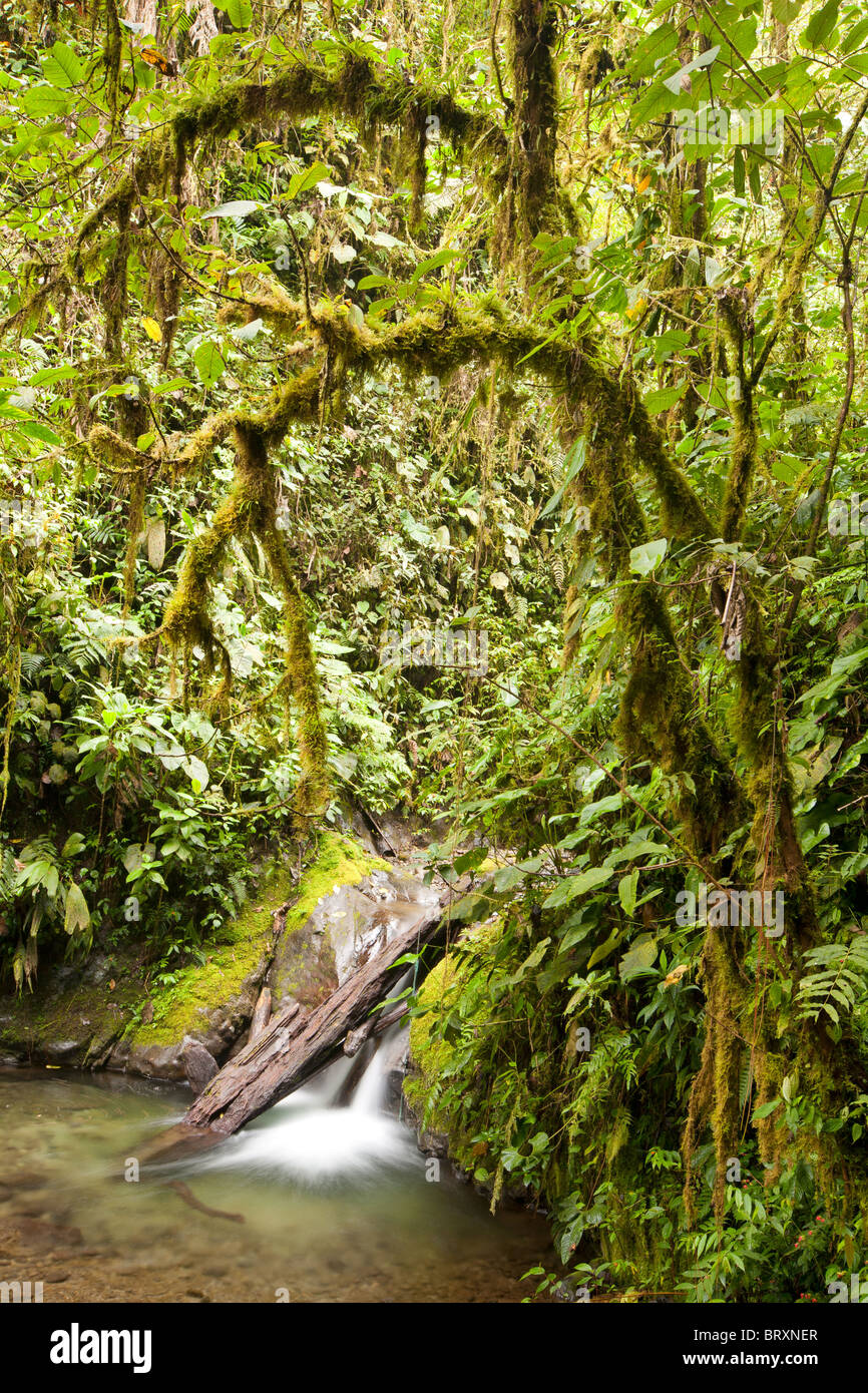 Moist evergreen rainforest hi-res stock photography and images - Alamy