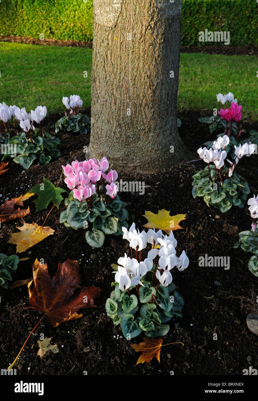 Underplanting tree hi-res stock photography and images - Alamy