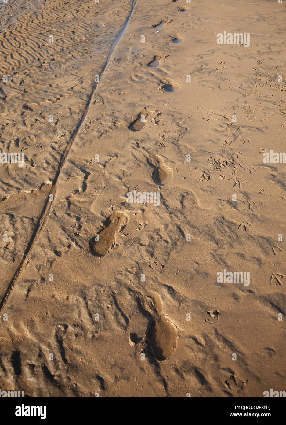 Muddy shoe print hi-res stock photography and images - Alamy