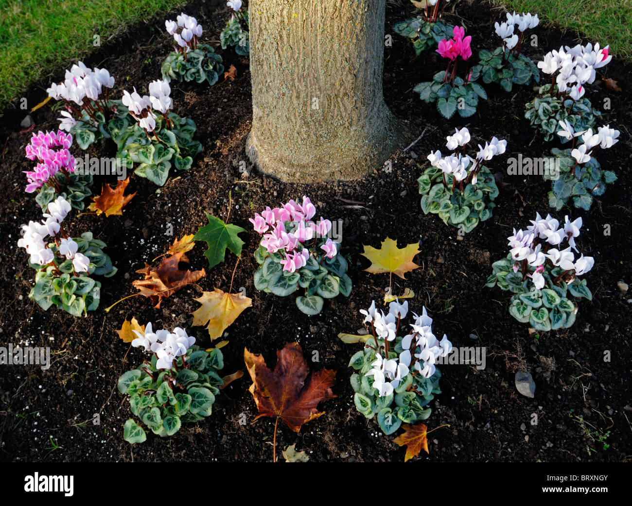 Underplanting tree hi-res stock photography and images - Alamy