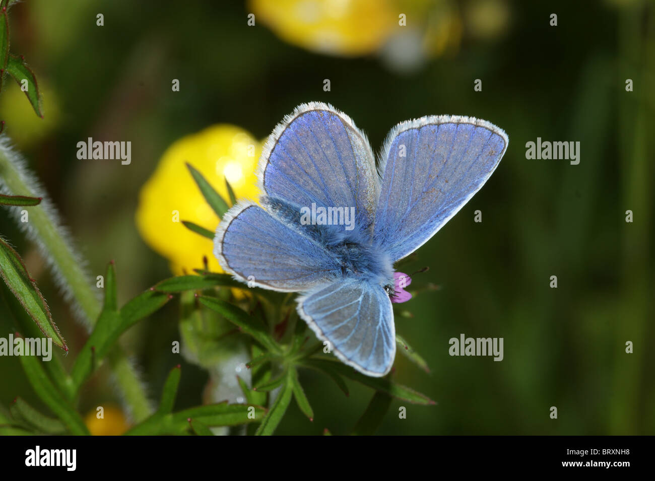 Common Blue Butterfly Stock Photo - Alamy