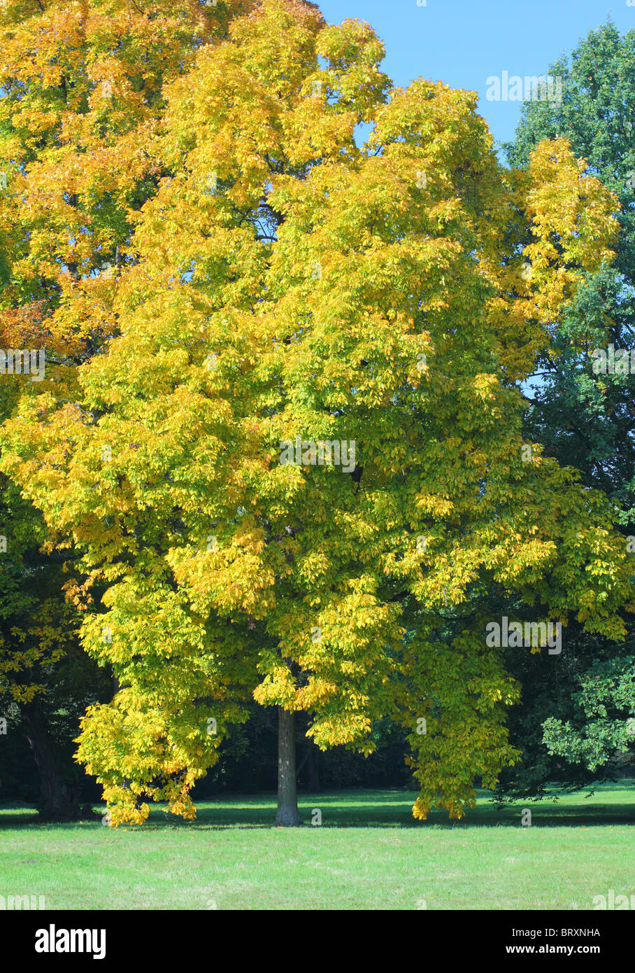Shagbark tree hicory tree with yellow leaves in autumn Carya laciniosa ...