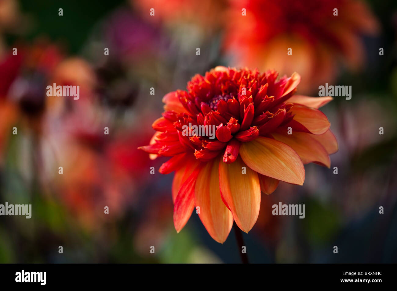 Fata morgana hi-res stock photography and images - Alamy