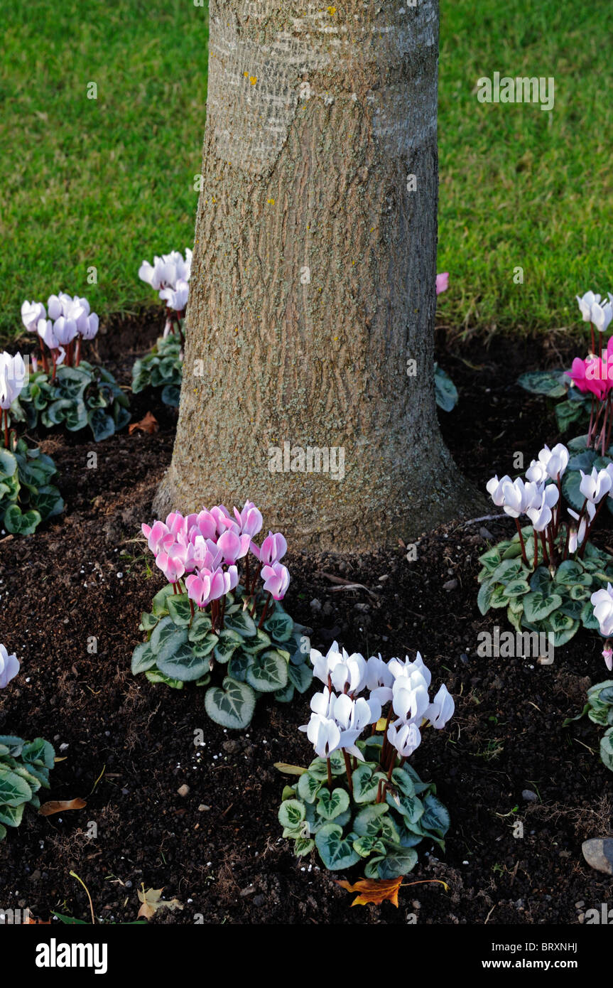 Underplanting tree hi-res stock photography and images - Alamy