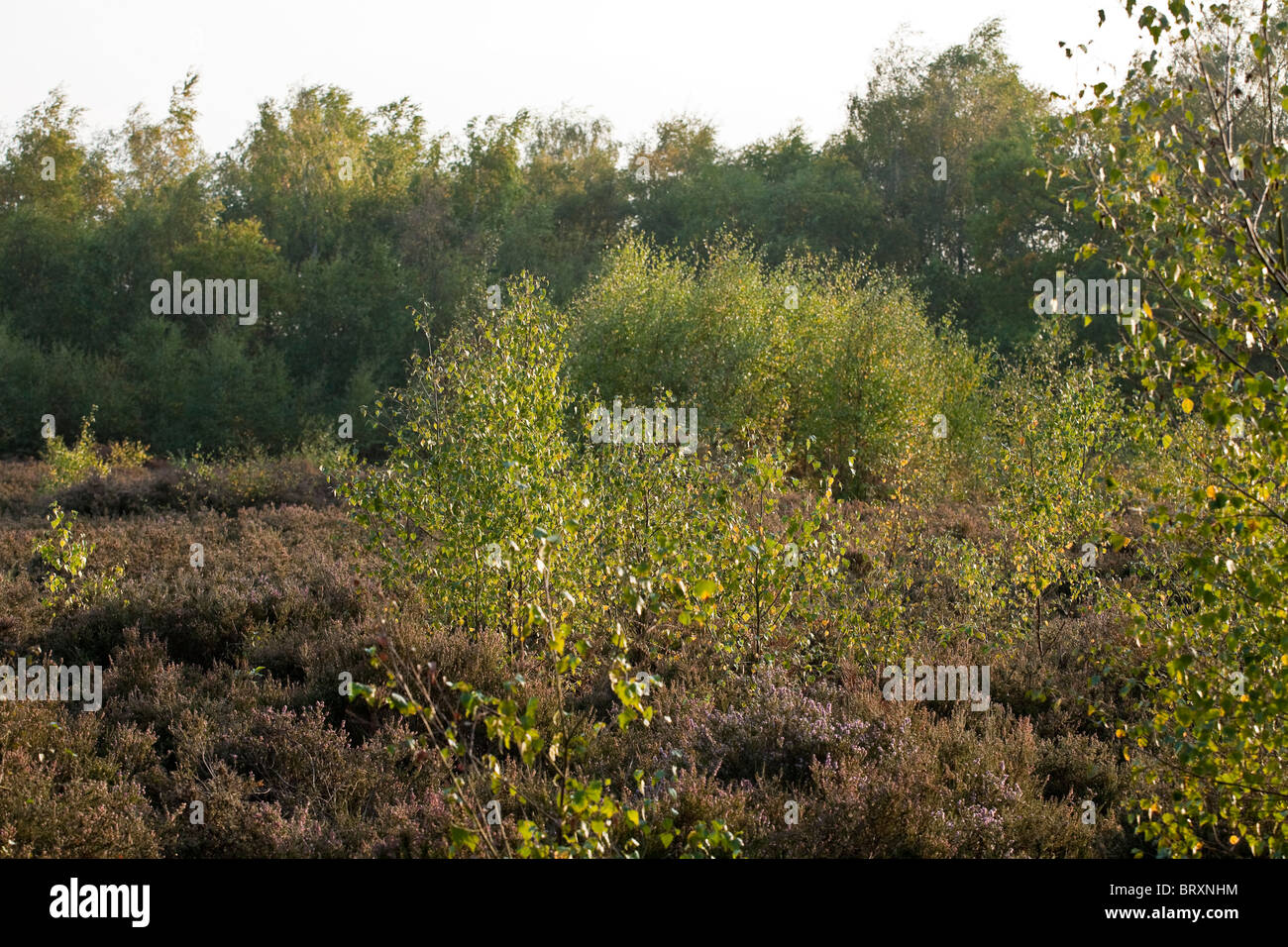 Snelsmore common country park hi-res stock photography and images - Alamy