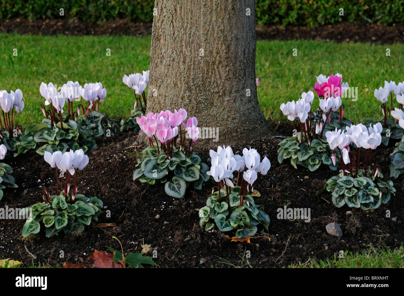 Underplanting tree hi-res stock photography and images - Alamy
