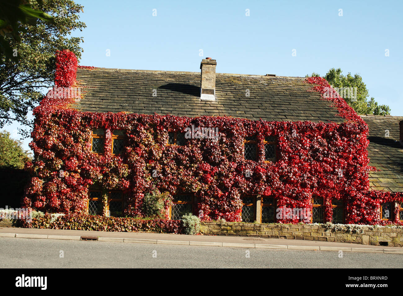 Ivy Covered Cottage Stock Photo - Alamy
