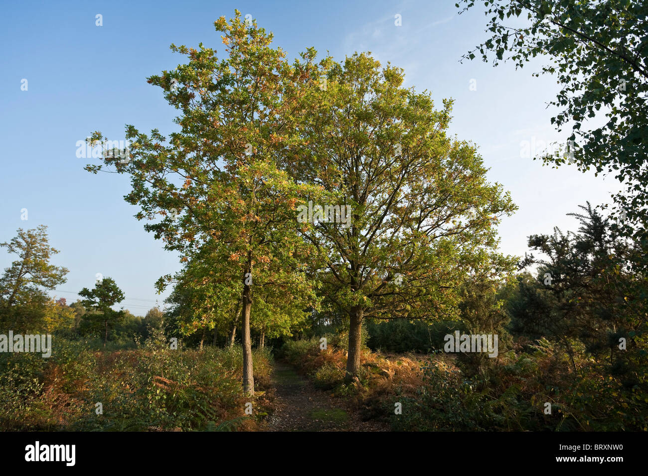 Sessile Oak trees line the path in Snelsmore Common Country Park near ...