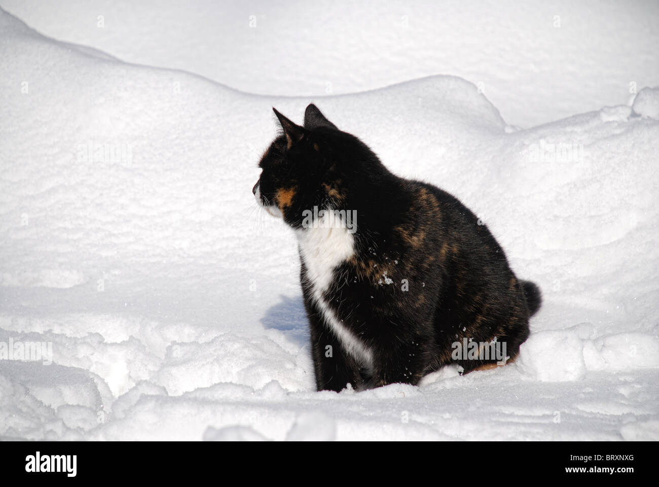 Black cat in the snow Stock Photo - Alamy