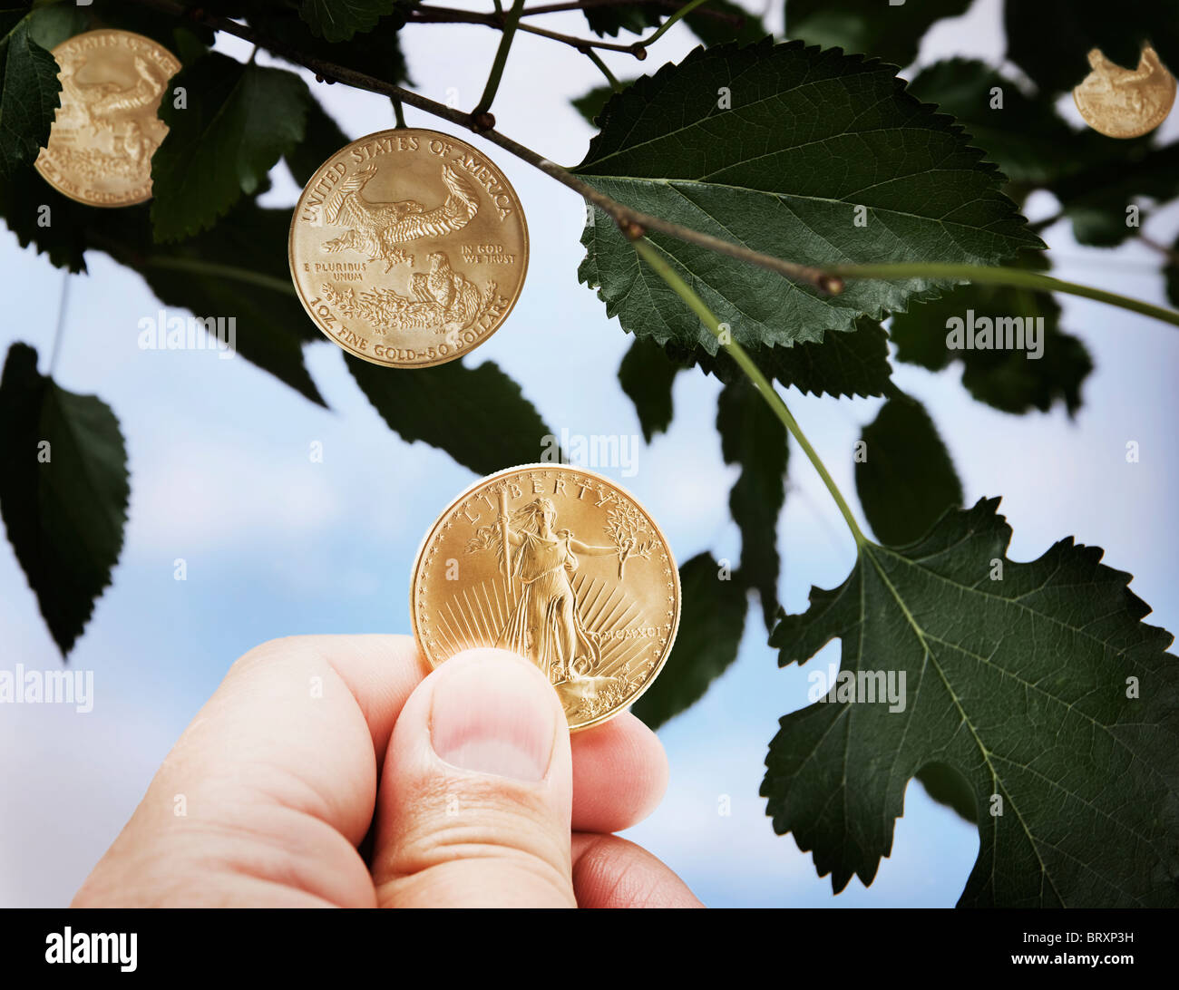 Man's hand picking golden coins from tree Stock Photo - Alamy