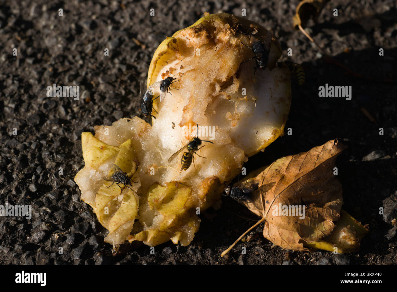 Wasp and flies on a windfall pear in Autumn, Britain Stock Photo - Alamy