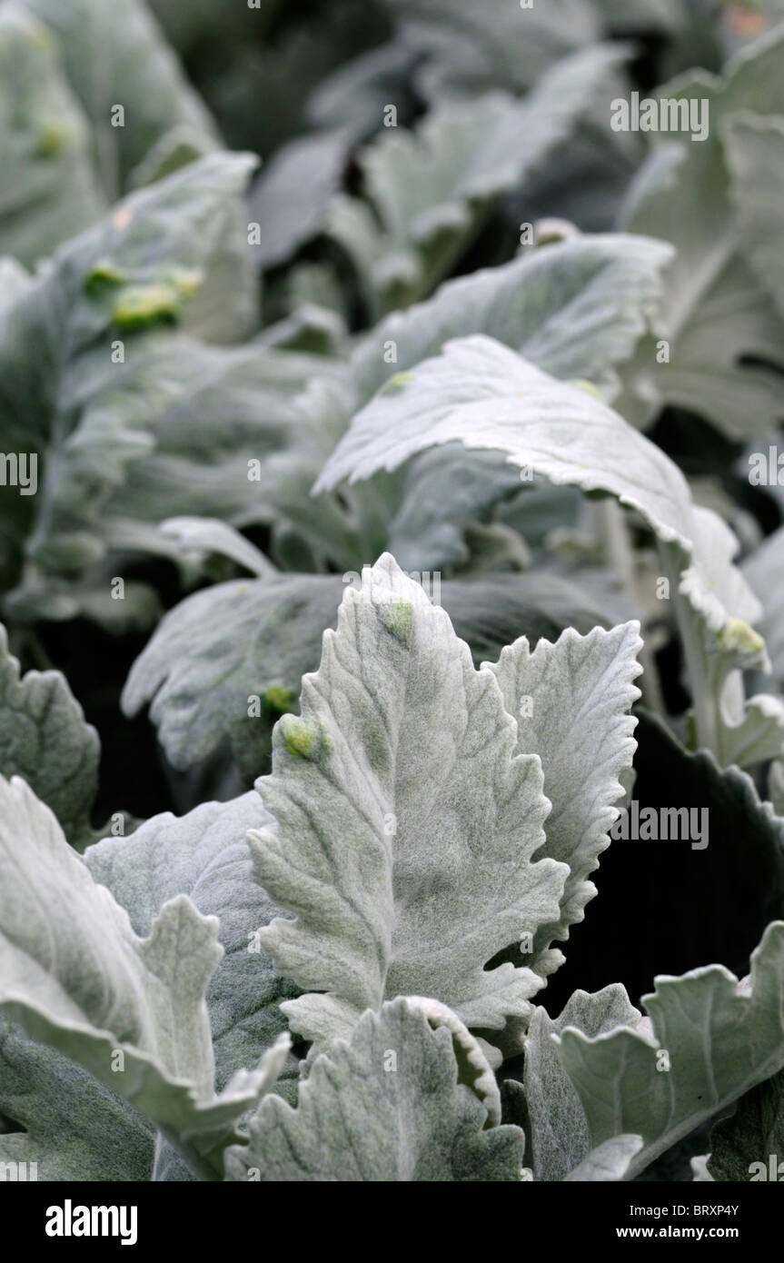 Senecio cineraria cineraria maritima silver dust Mediterranean ...