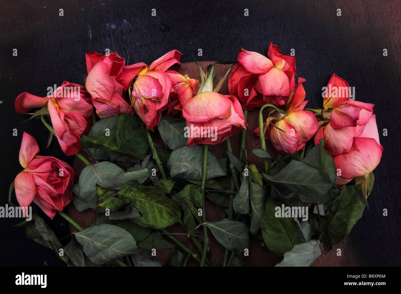 BUNCH OF DEAD FLOWERS BLACK BACKGROUND HORIZONTAL BDB Stock Photo - Alamy
