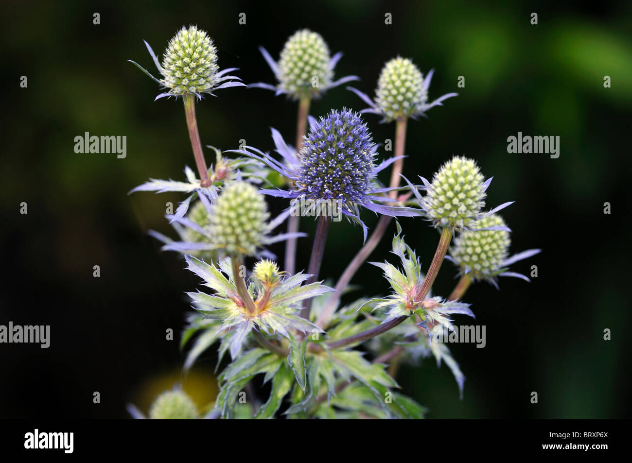 Eryngium planum Jos Eijking sea holly deep blue flowers dark green ...