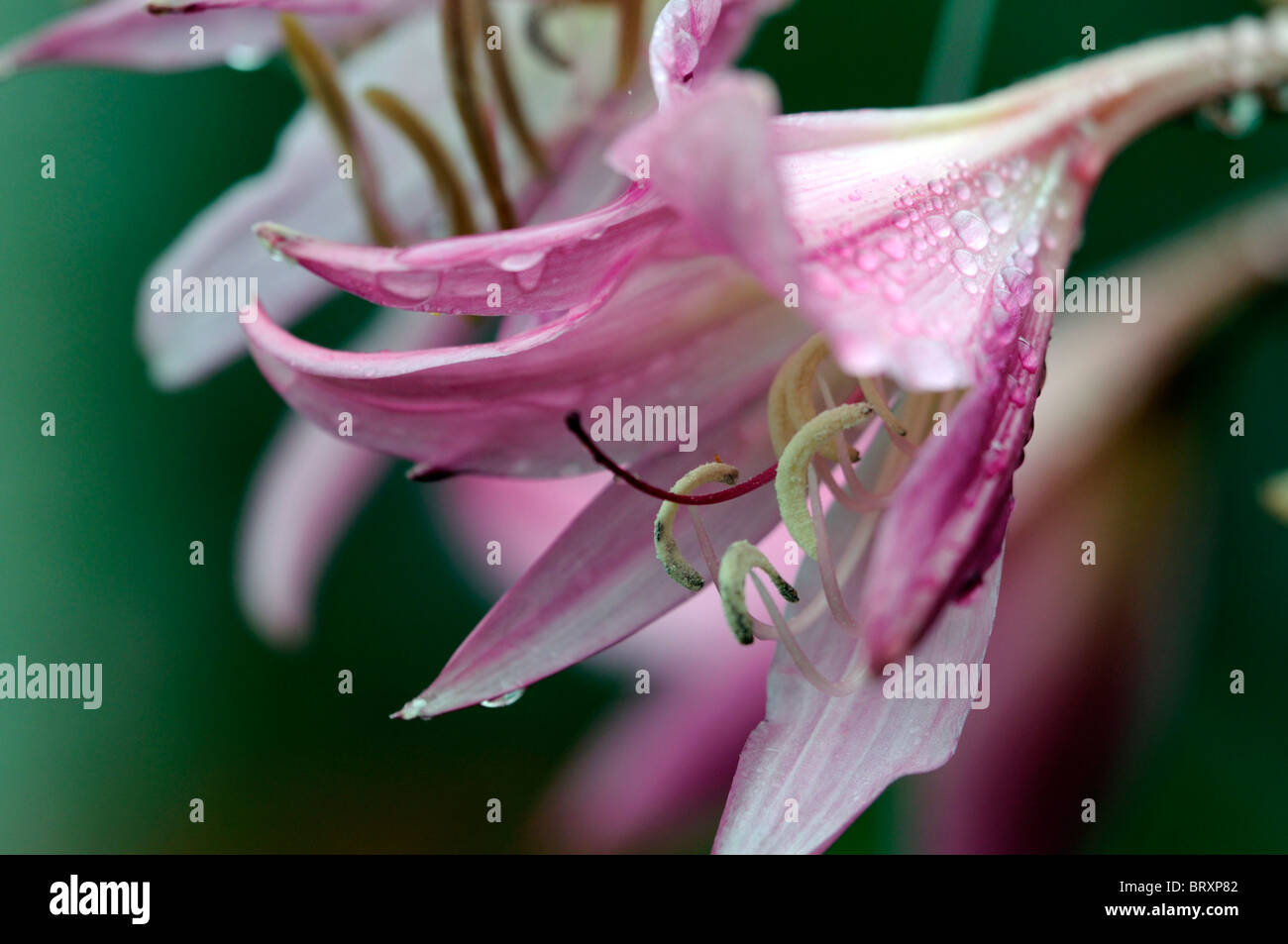 Crinum x powellii Roseum lily flower pink bloom blossom tender late ...