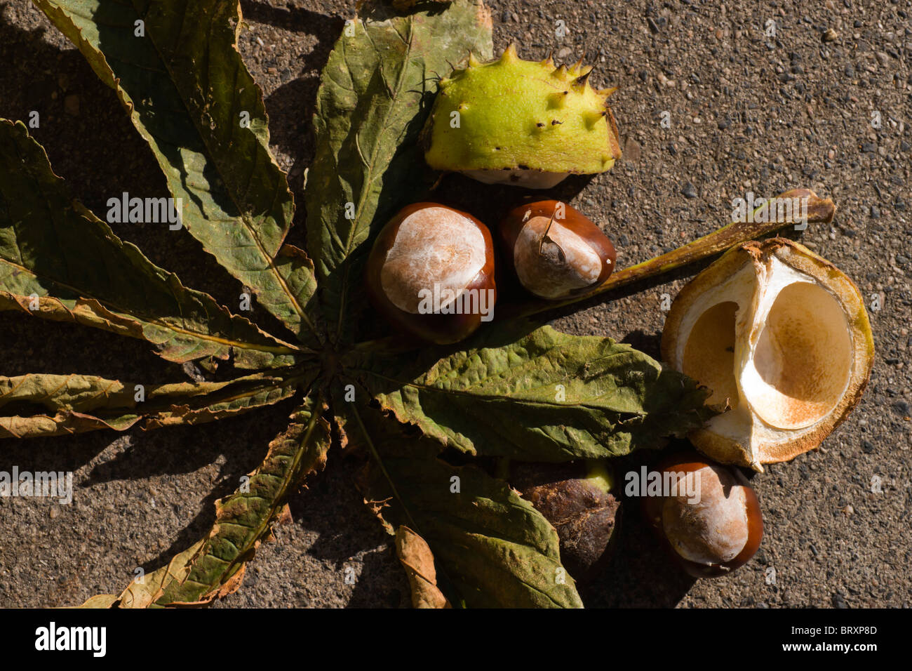 Conkers uk game hi-res stock photography and images - Alamy