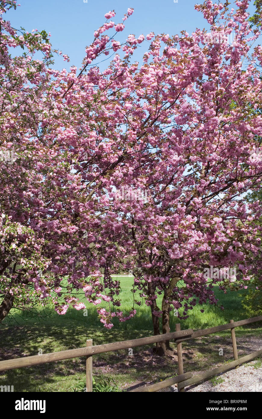 CHERRY BLOSSOM TREE Stock Photo - Alamy