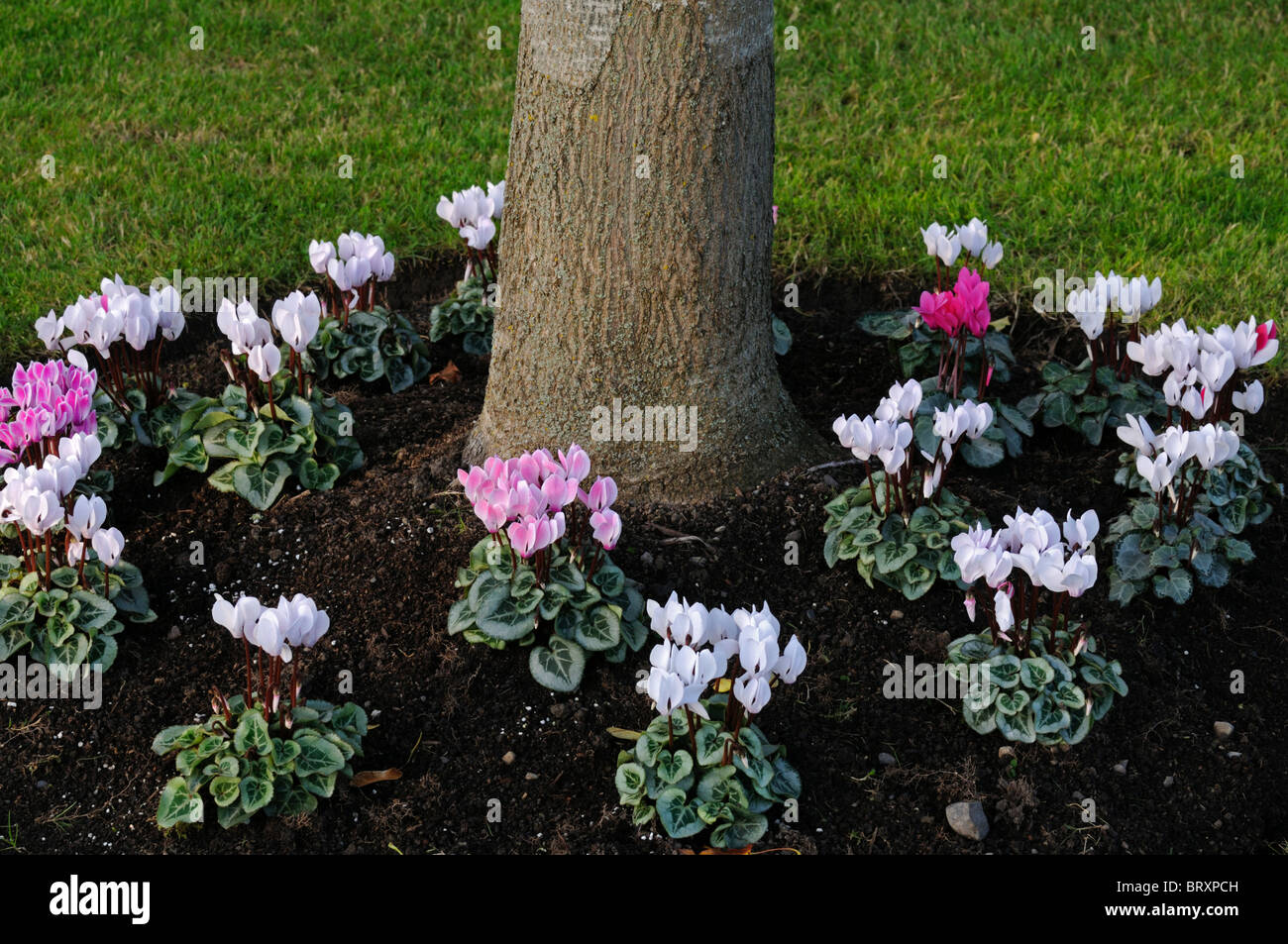 Underplanting tree hi-res stock photography and images - Alamy