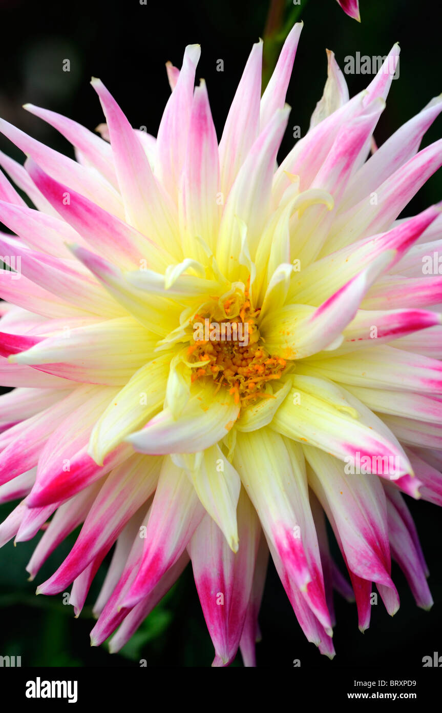 dahlia cha cha Semi Cactus type variety hybrid White Dark Red color ...