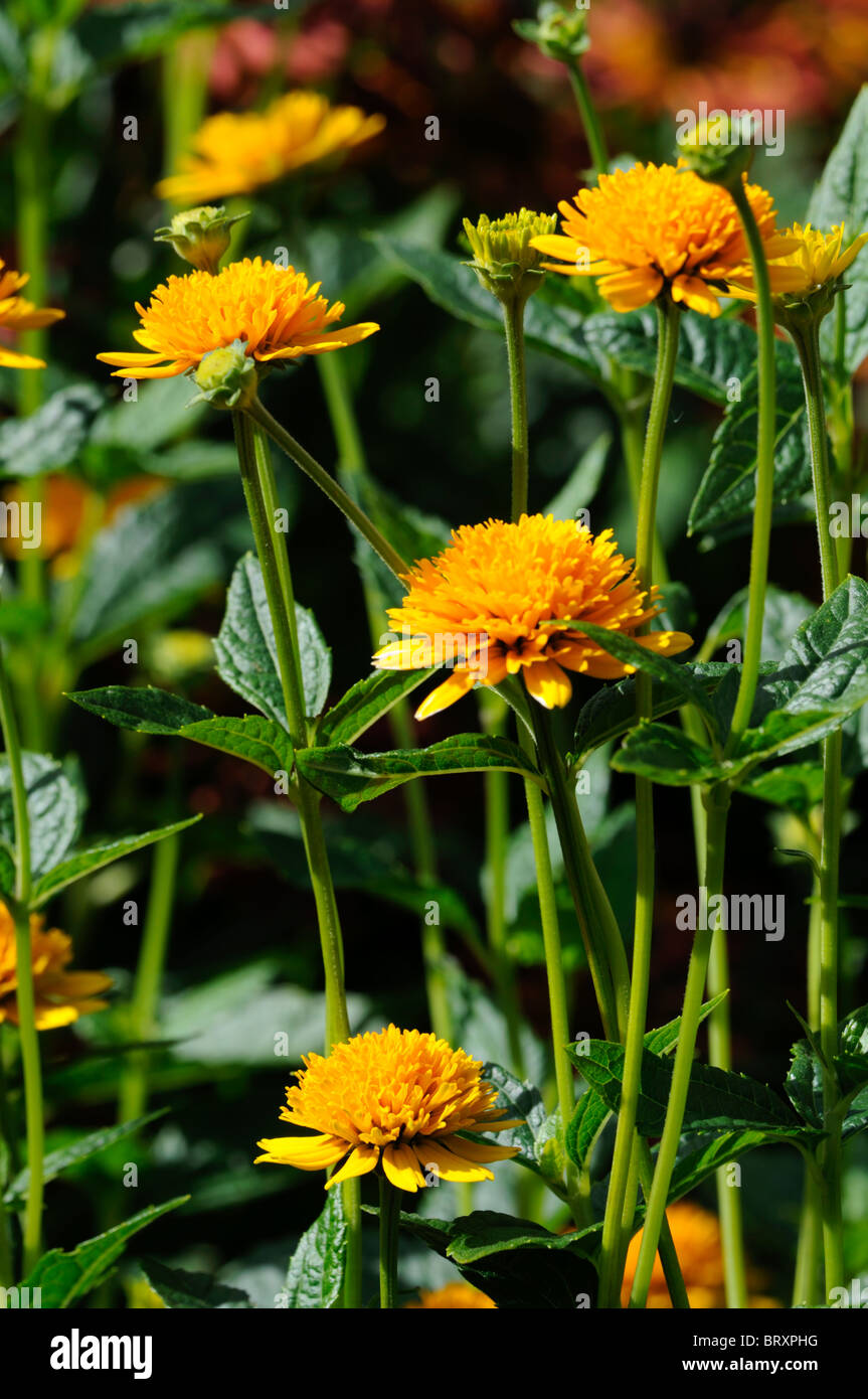 Heliopsis helianthoides var scabra Orange yellow Sunflower False Orange ...