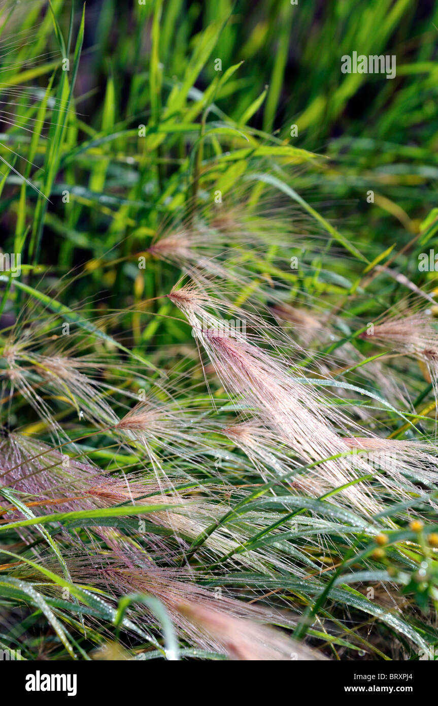 Hordeum jubatum Foxtail barley Squirrel tail perennial grass seed heads ...
