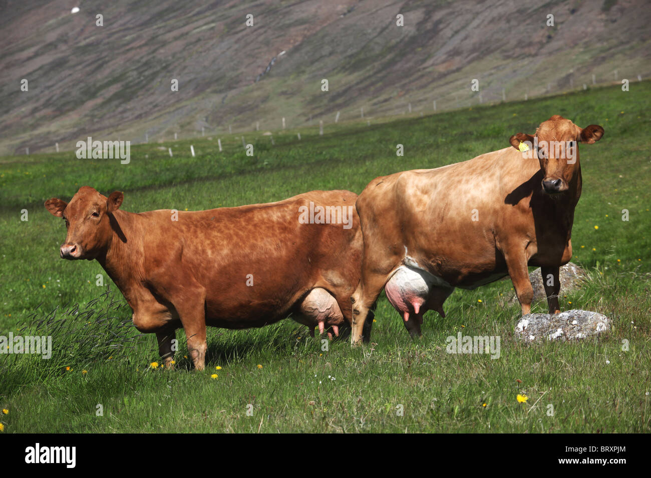ICELANDIC COWS IN THE AREA AROUND AKUREYRI, NORTHERN ICELAND, EUROPE ...