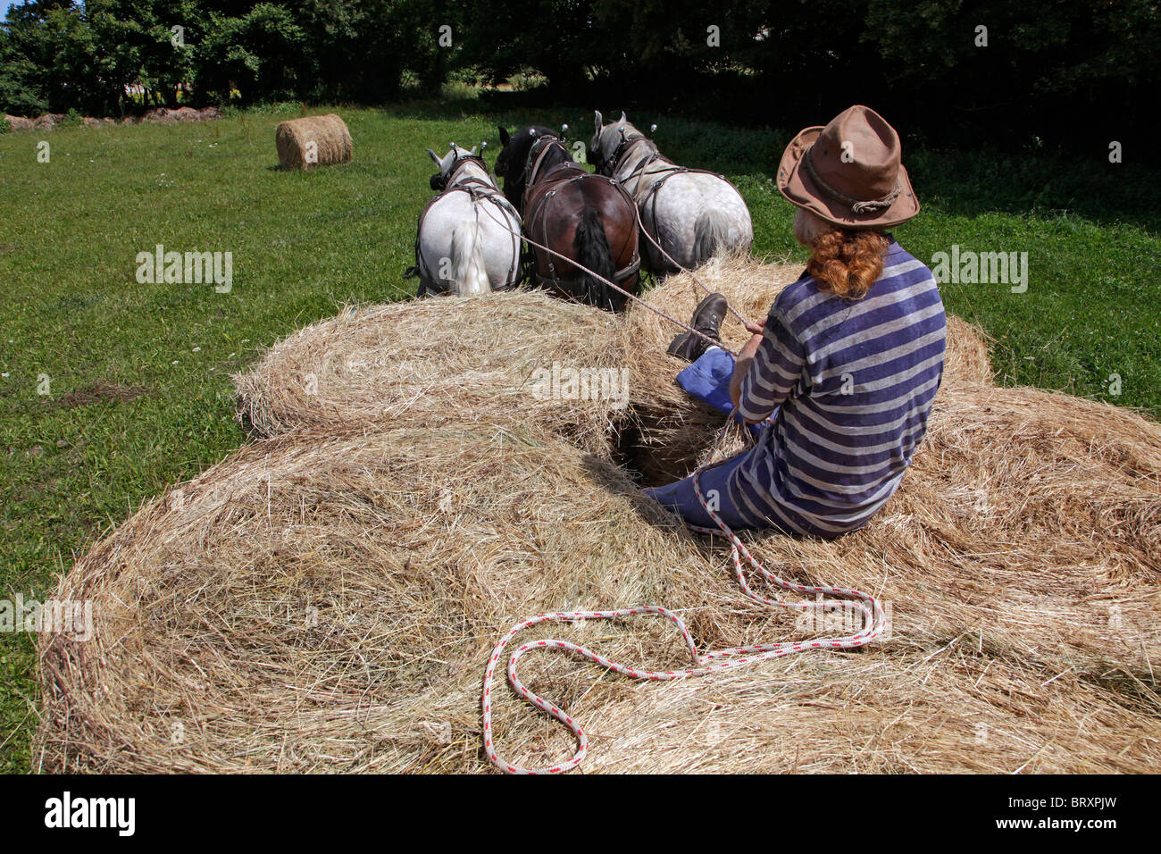 COLLECTING HAY BALES, WORKING IN THE FIELDS WITH A HARNESSED TEAM OF ...