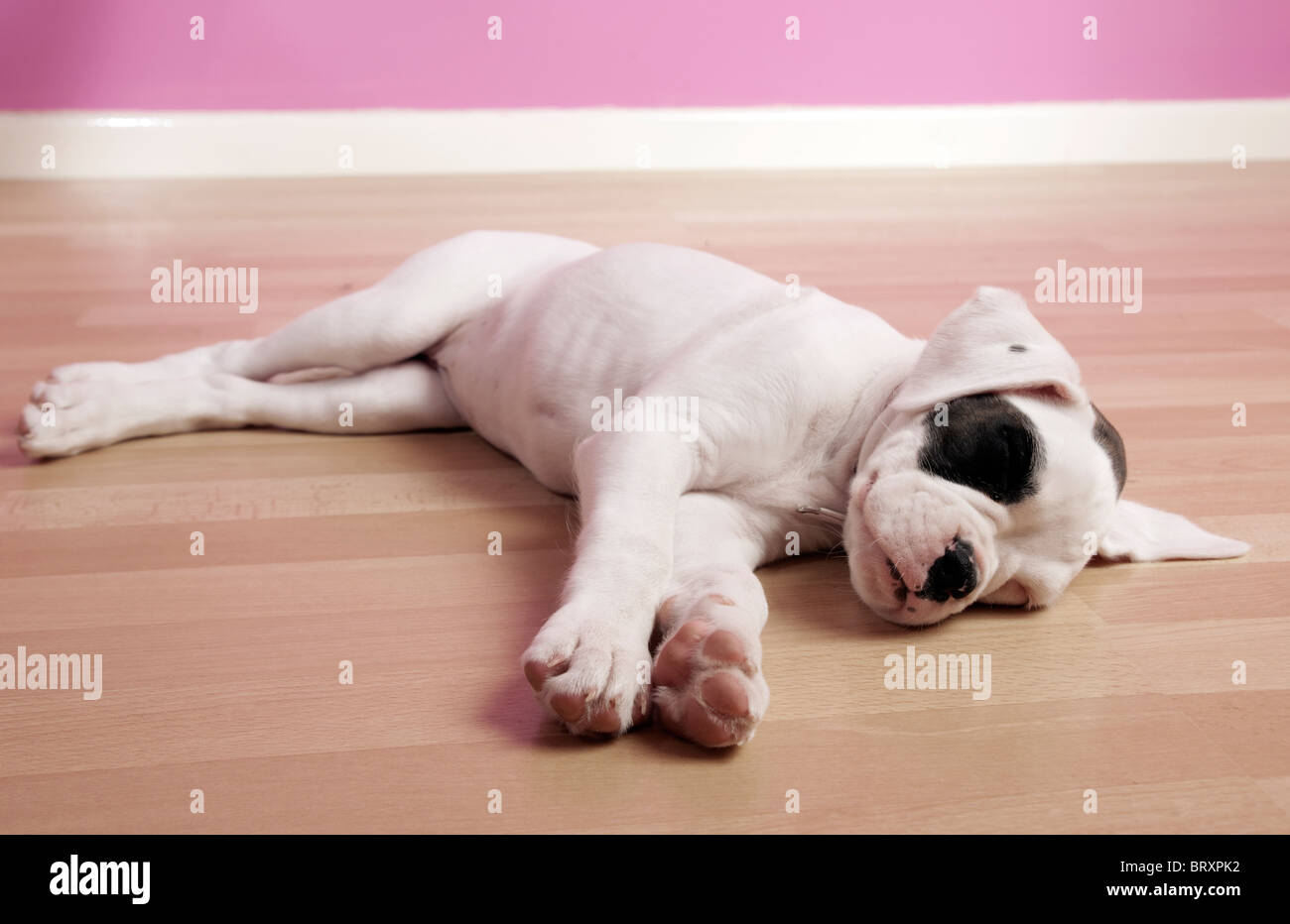 Cute boxer puppy sleeping Stock Photo - Alamy